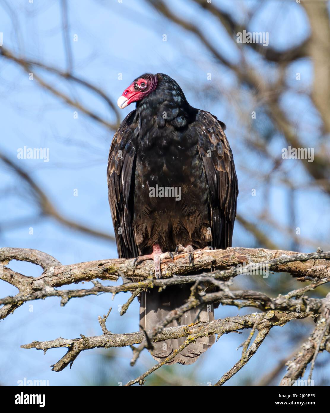 Vertical shot of a turkey vulture perched in a tree Stock Photo - Alamy
