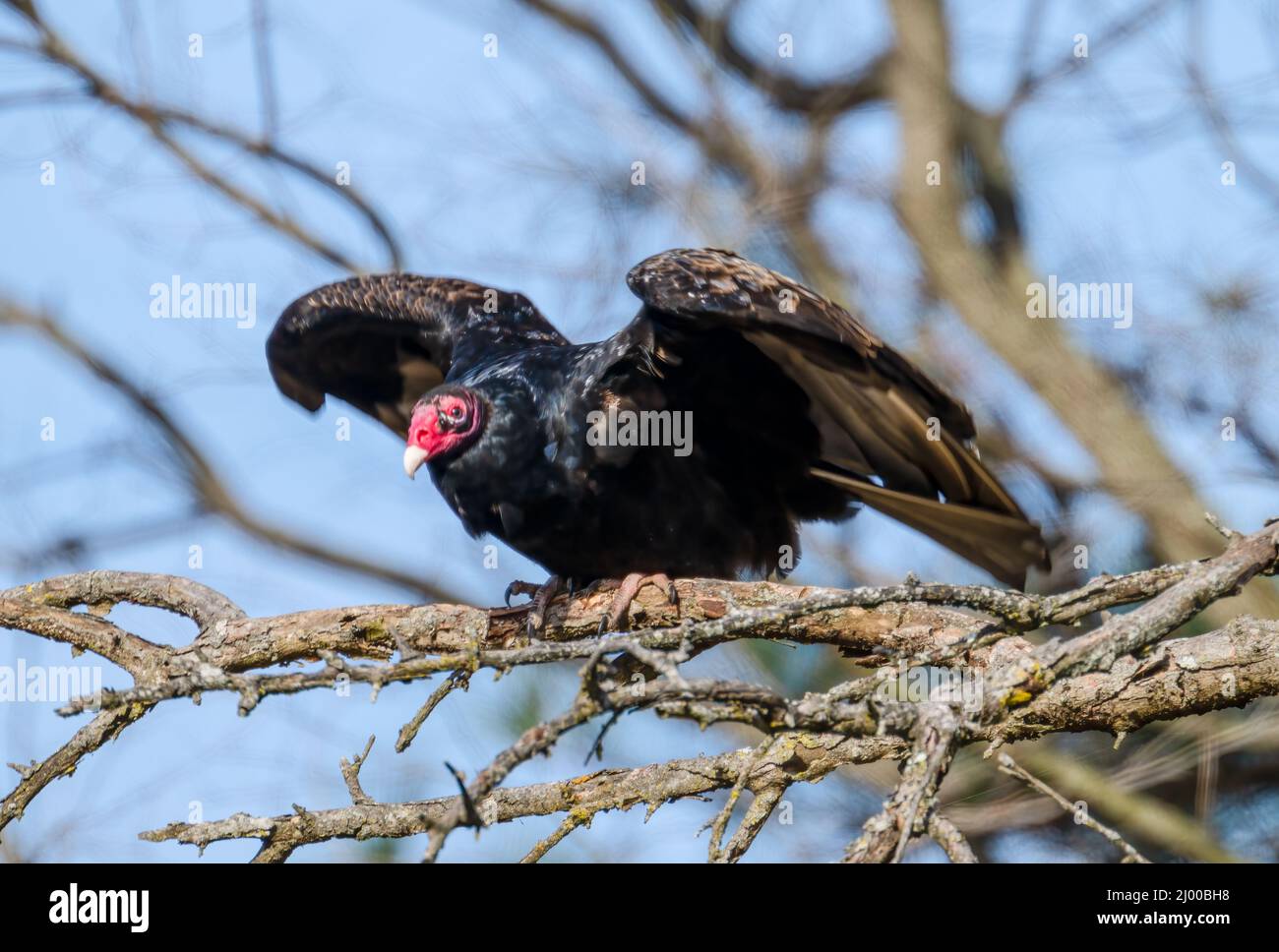 Turkey vulture perched in a tree preparing for flight Stock Photo - Alamy
