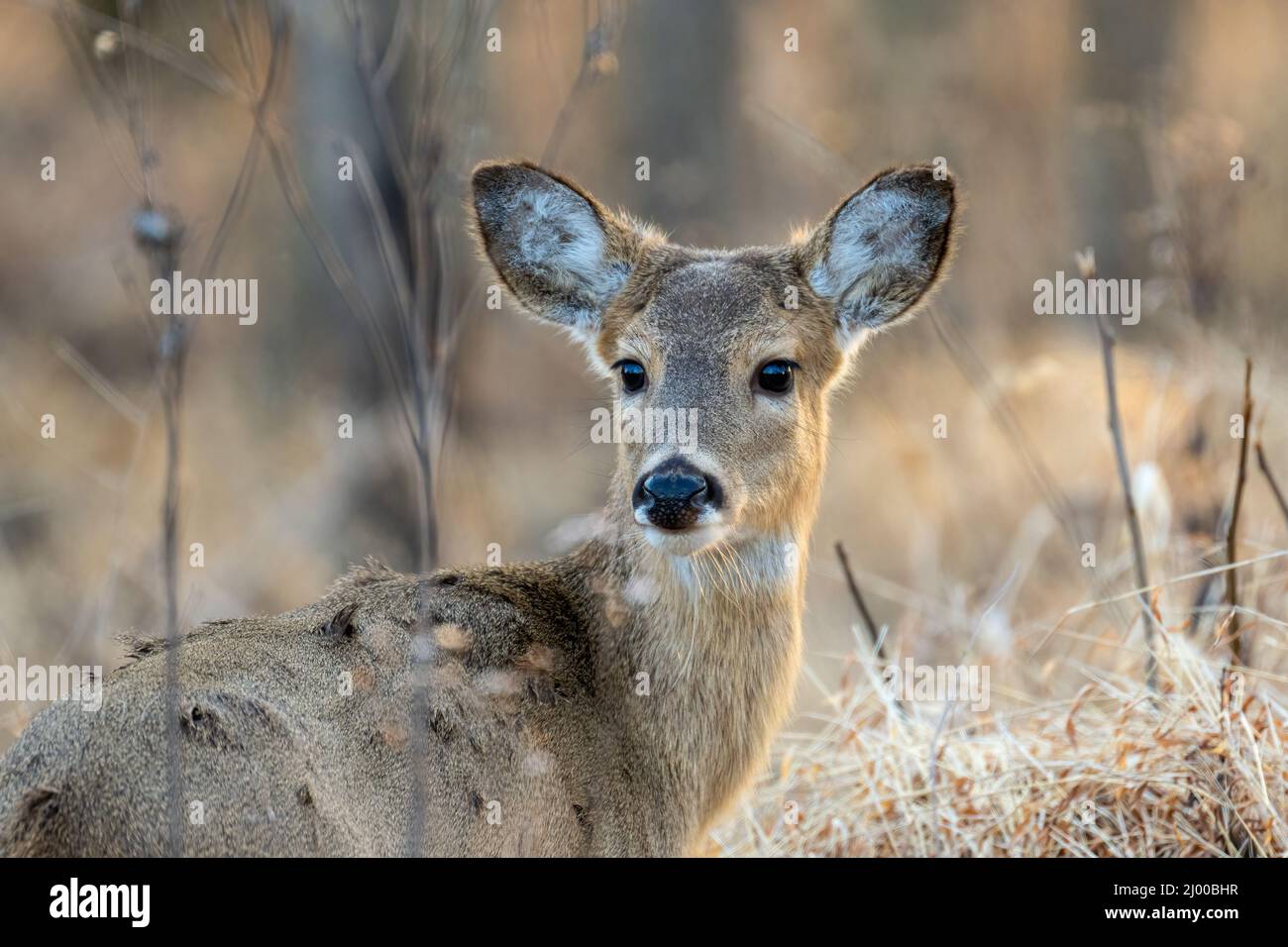 Beautiful small brown deer on a dry field Stock Photo - Alamy