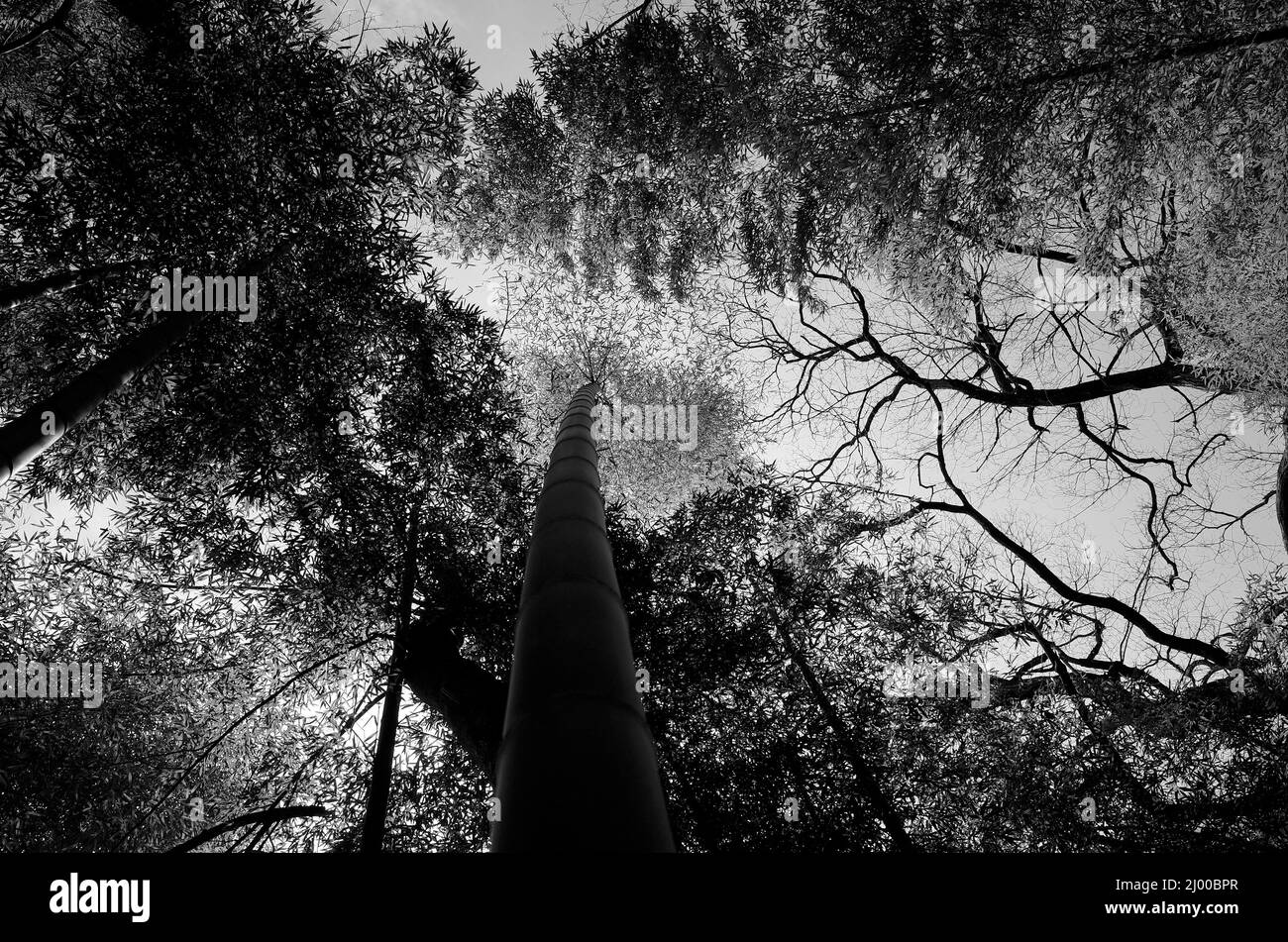 Grayscale low angle view of tall trees in the forest Stock Photo - Alamy