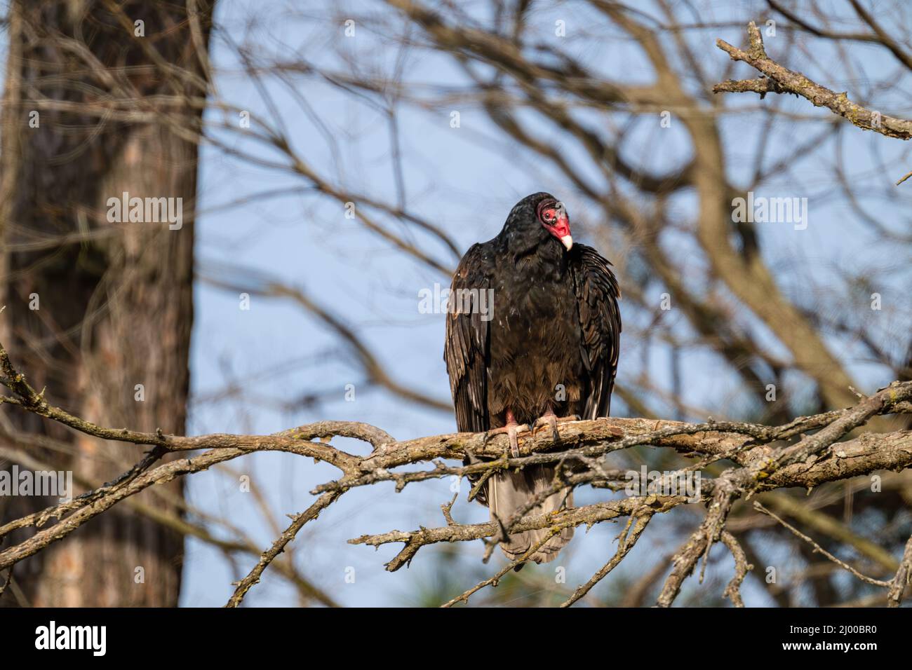 Wild turkey vulture perched in a tree Stock Photo - Alamy