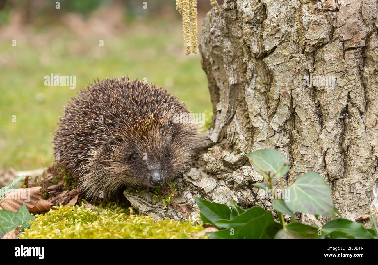 Hedgehog, Scientific name: Erinaceus Europaeus. Close up of a wild ...