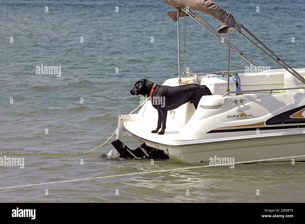 Kids and family dog on the back of their boat at the lake, a pet puppy ...