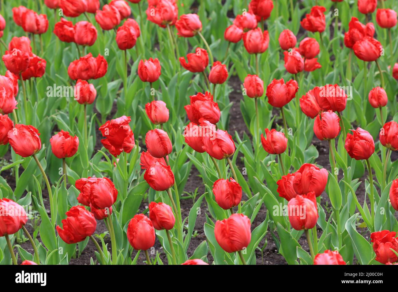 bright red tulip flowers in flower bed. City garden in Kropyvnytskiy ...