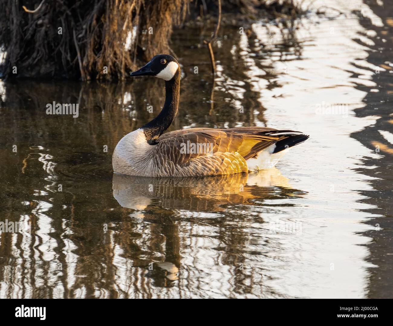 Beautiful Canadian goose swimming in a pond Stock Photo - Alamy
