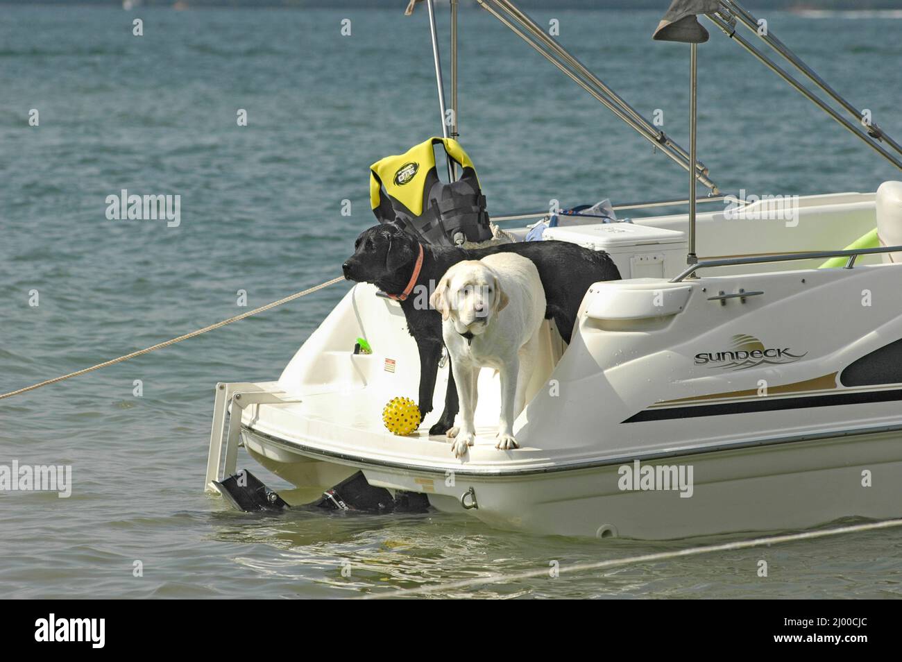 Family pet dogs waiting for kids to come back and play on weekend boat ...