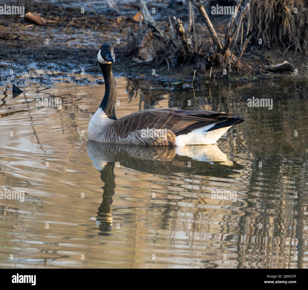 Beautiful Canadian goose swimming in a pond Stock Photo - Alamy