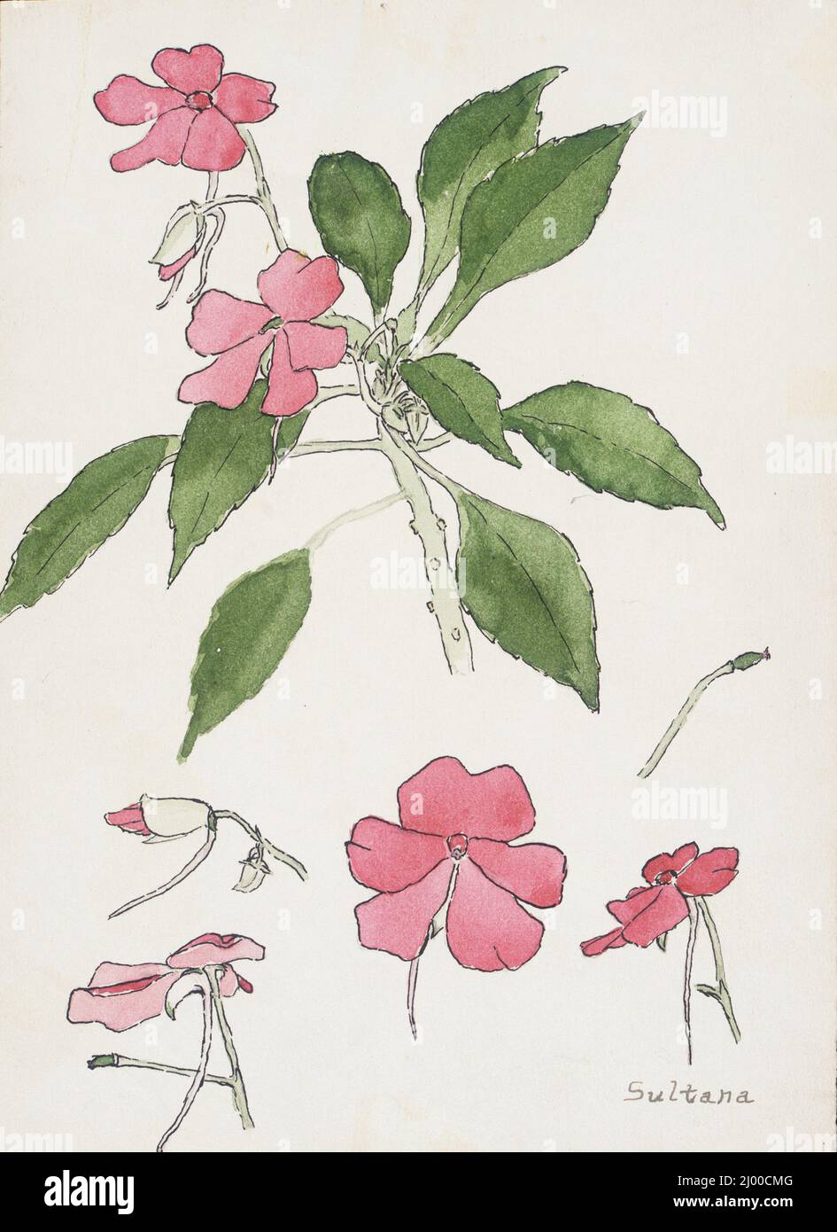 Sultana. Hannah Borger Overbeck (United States, 1870-1931). United ...