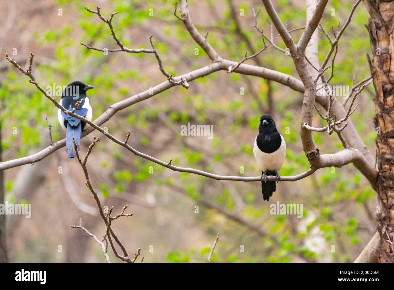 Magpies in the garden hi-res stock photography and images - Alamy