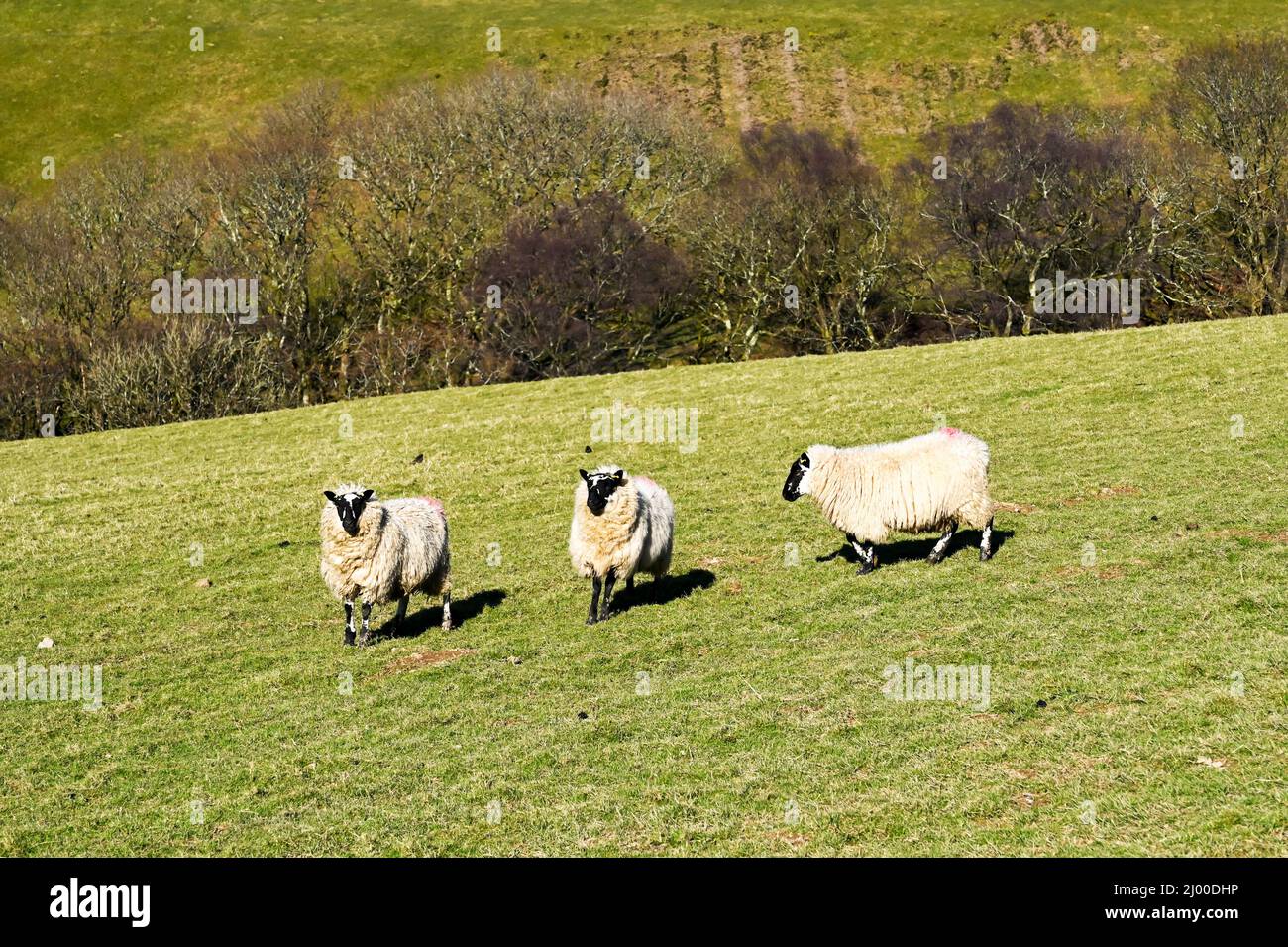 Sheep on a hill hi-res stock photography and images - Alamy