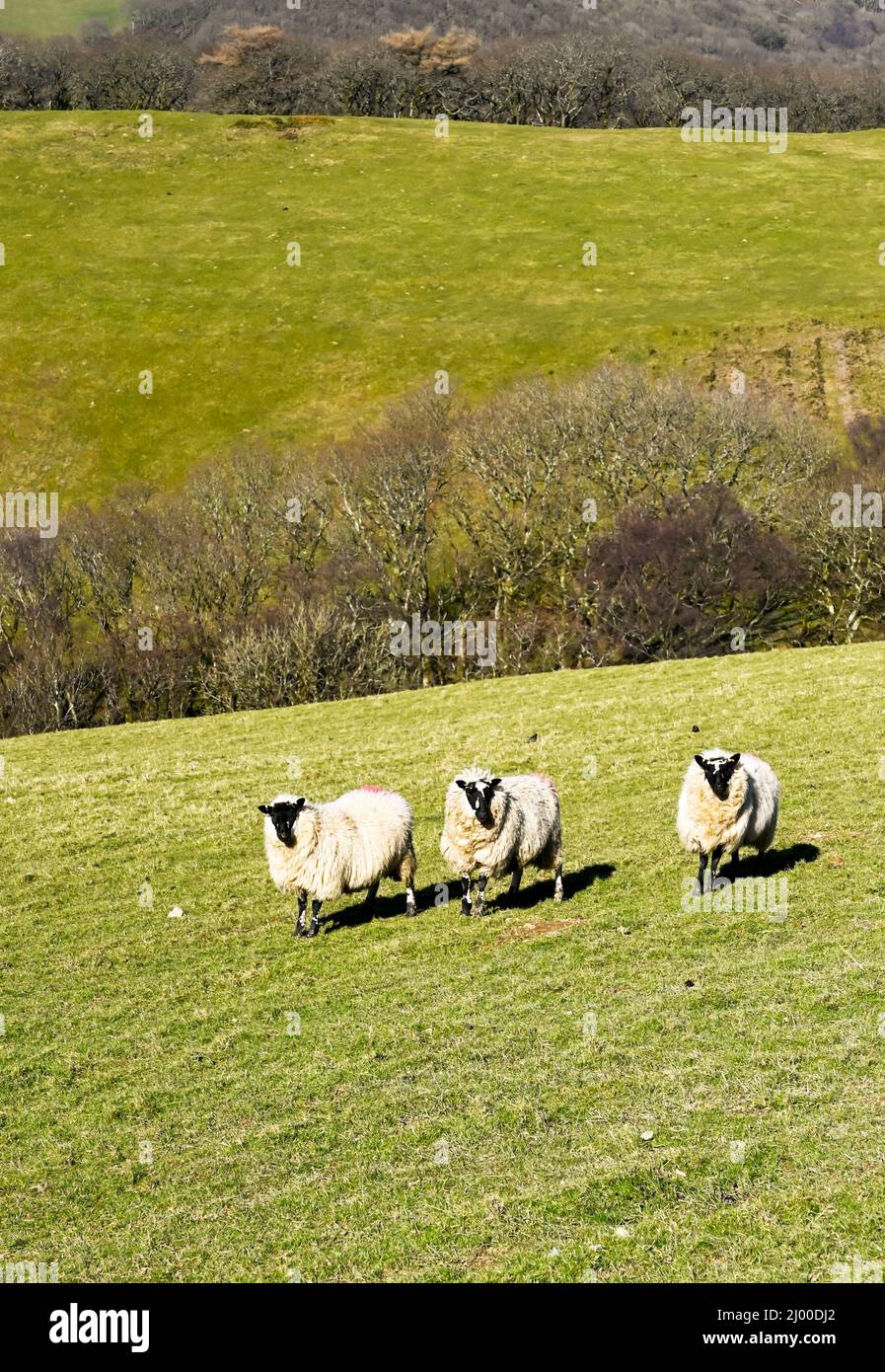 Trio of Welsh black faced sheep on a hill farm looking at the camera ...