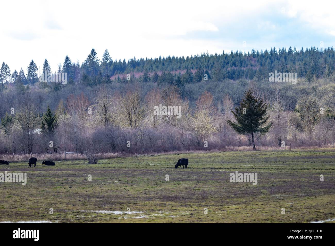 Cows in distance eating grass hi-res stock photography and images - Alamy