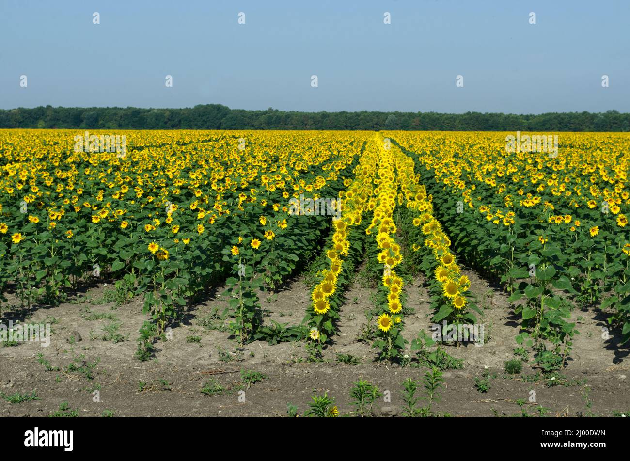 Seed sunflower hi-res stock photography and images - Alamy