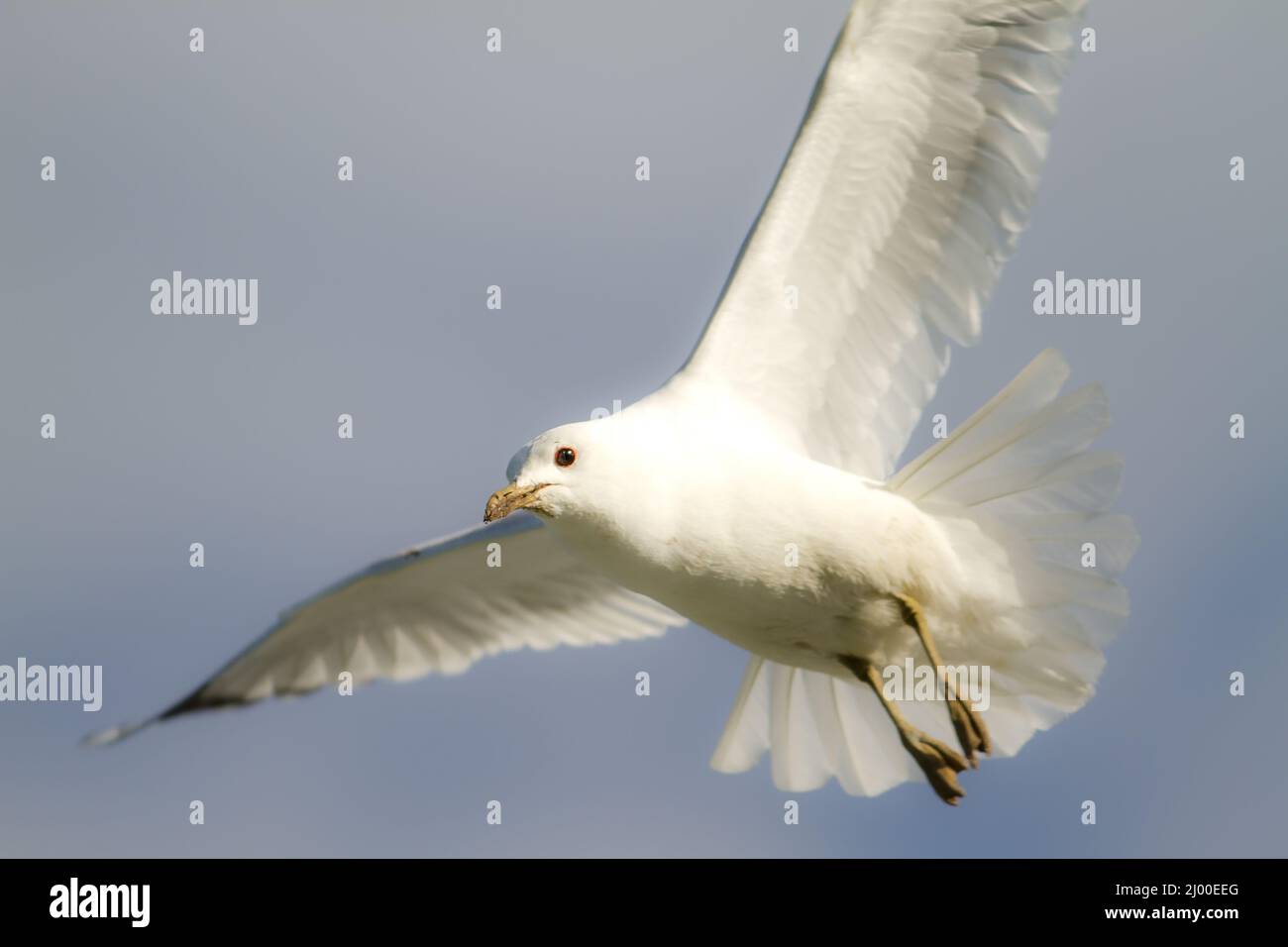 Mucky beaked hi-res stock photography and images - Alamy