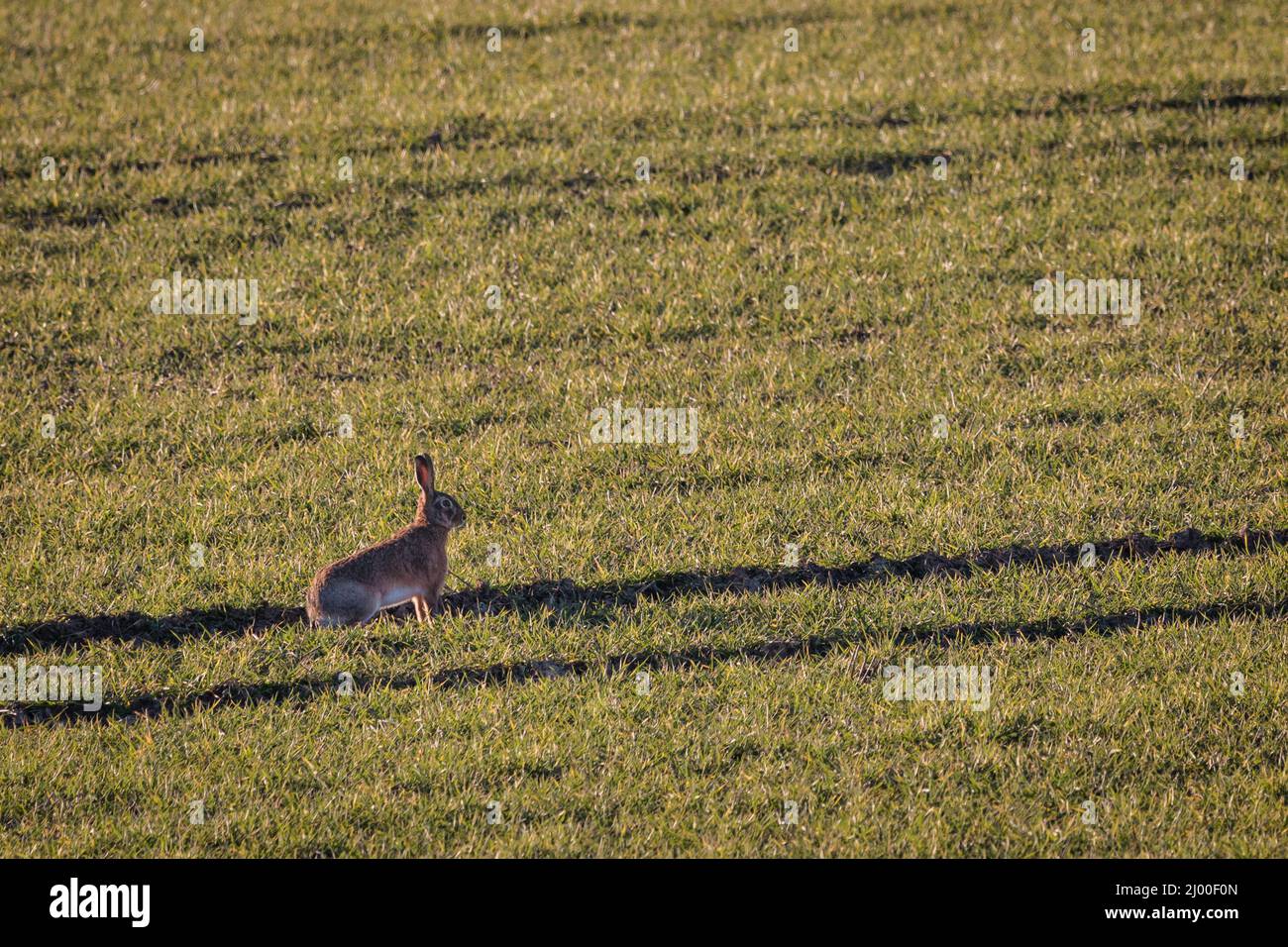 A brown hare follows a tractor track in a field. His long ears are ...