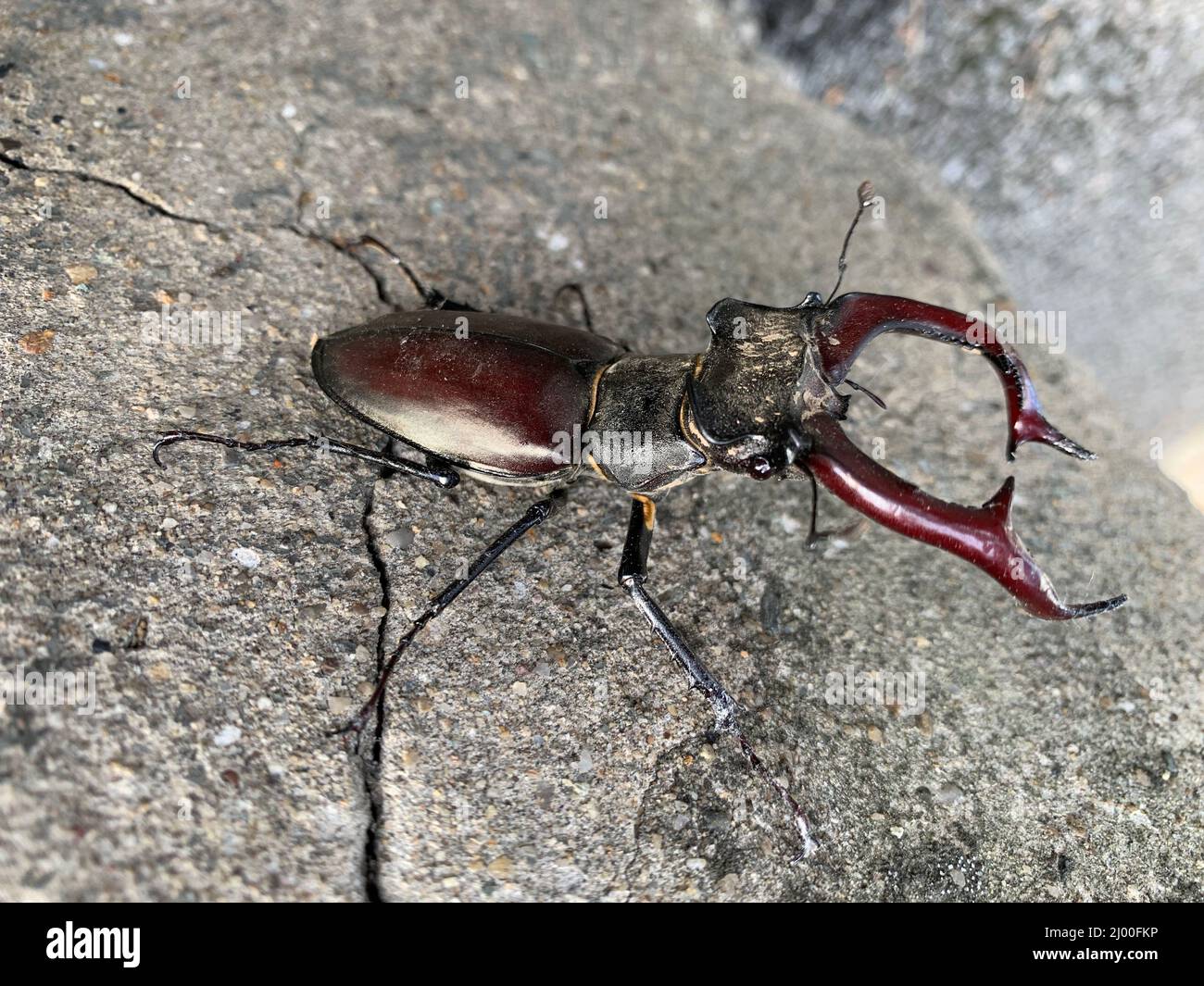 Top view shot of a black Stag Beetle in a rock Stock Photo - Alamy