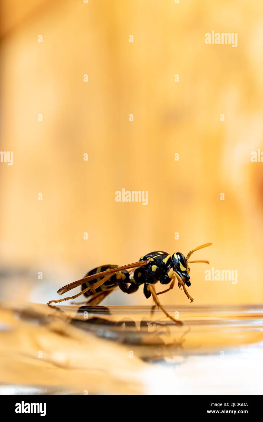 Hornet animal hi-res stock photography and images - Alamy