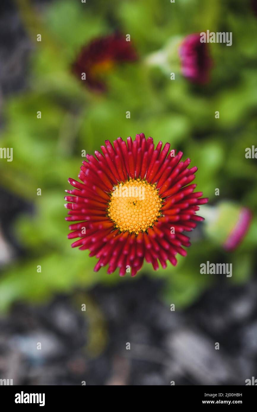 blooming flowers in springs Stock Photo - Alamy