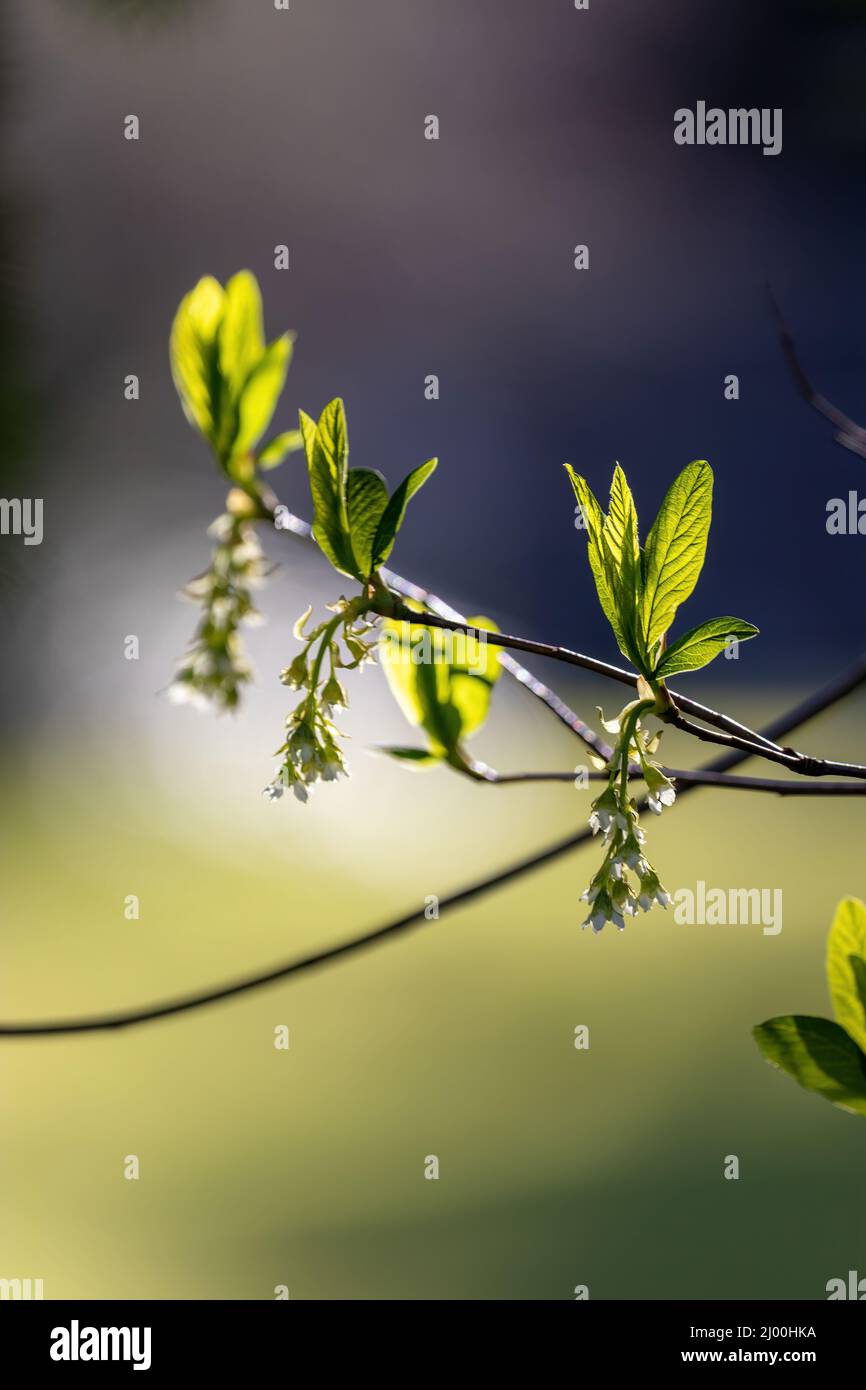 Dangle from a tree hi-res stock photography and images - Alamy