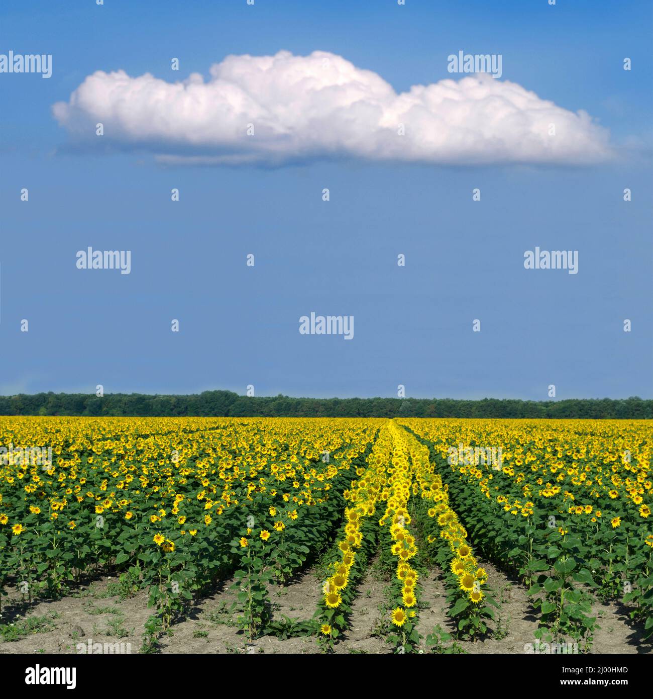 Seed sunflower hi-res stock photography and images - Alamy