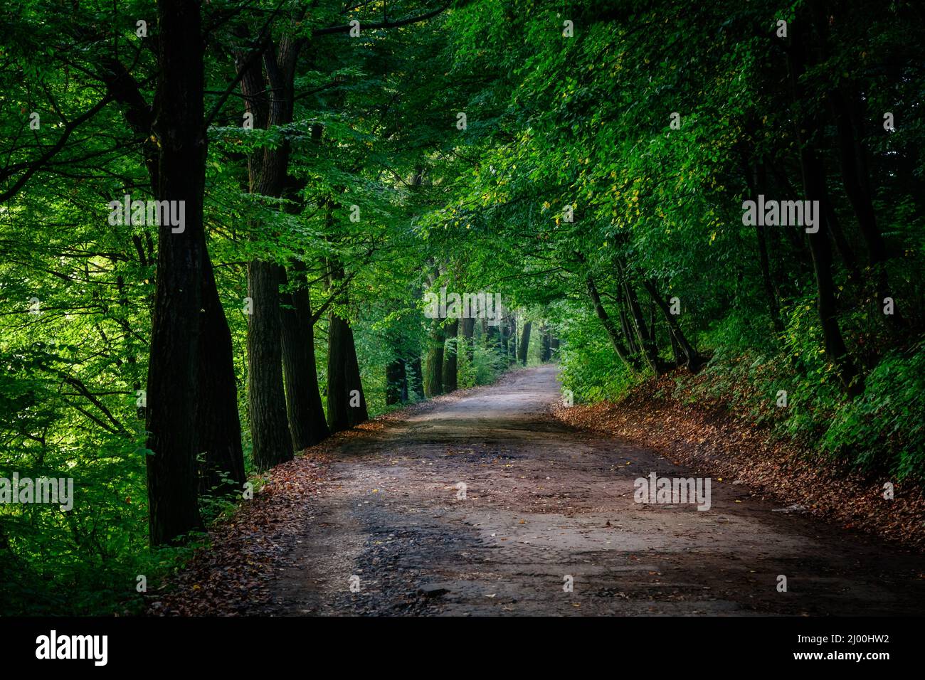 Magical tunnel and pathway through a thick forest with sunlight. The ...