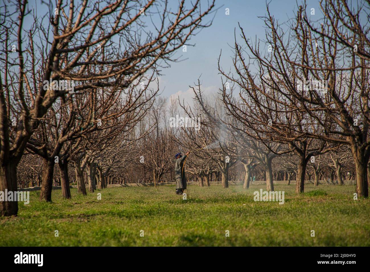 March 14, 2022, Srinagar, Jammu & Kashmir, India: Kashmiri farmer ...