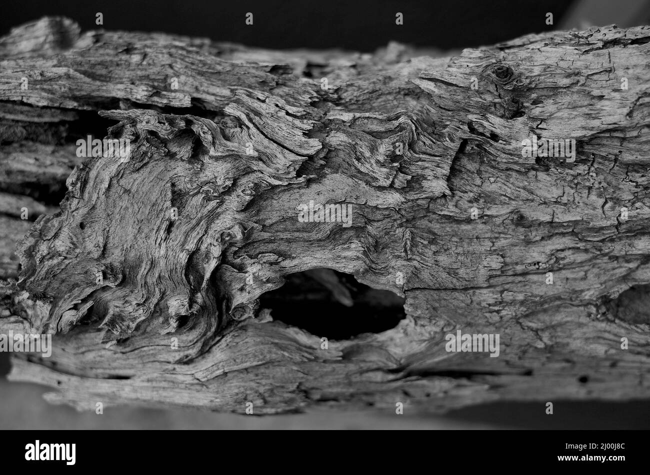 Closeup of the wood texture of a tree log Stock Photo - Alamy