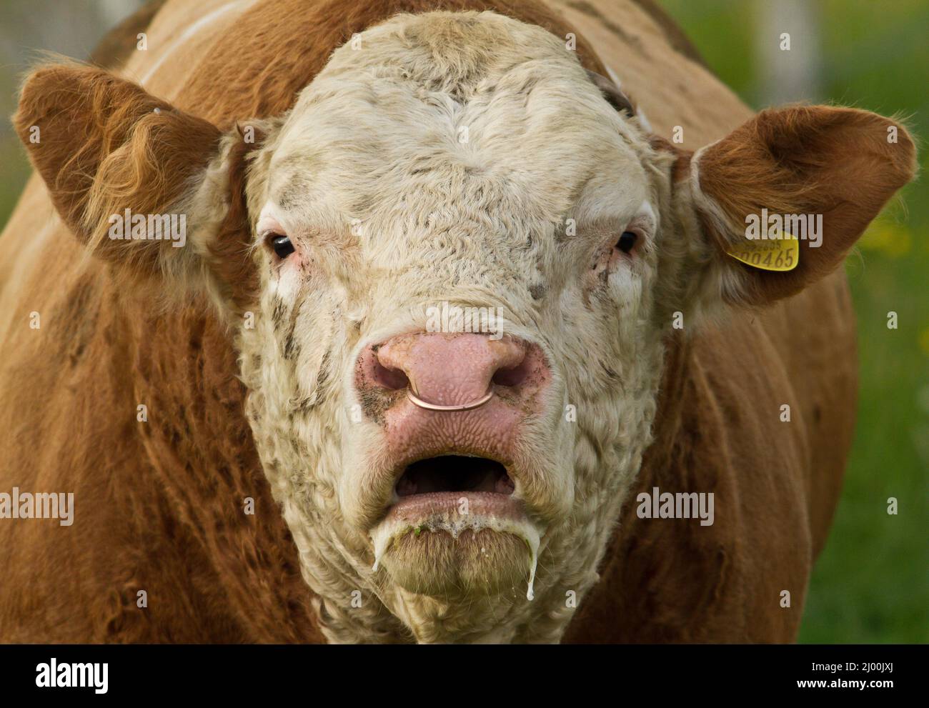 Mooing hi-res stock photography and images - Alamy
