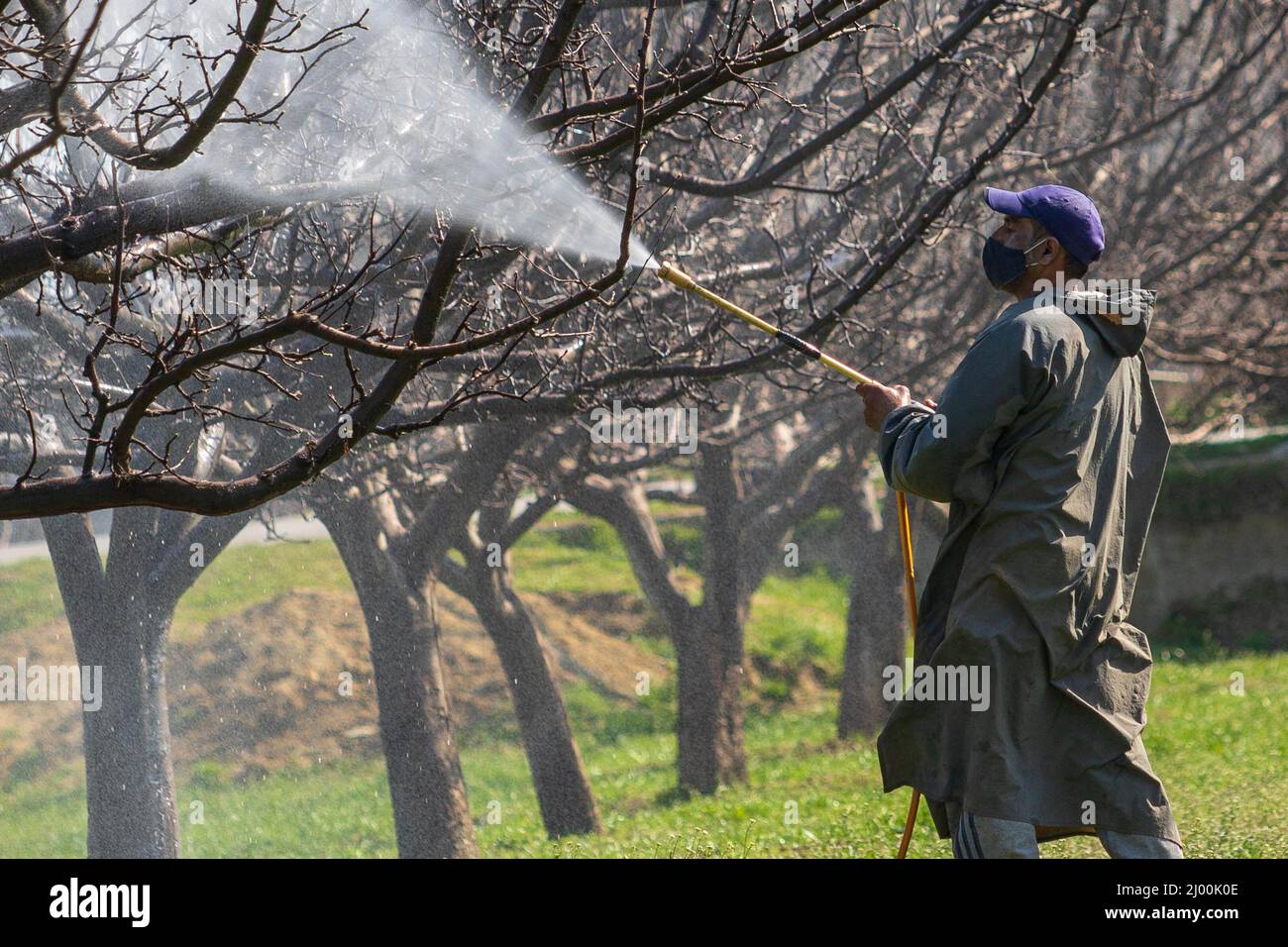 Srinagar, India. 14th Mar, 2022. Kashmiri farmer sprays pesticides in ...