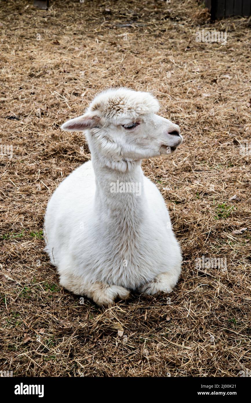 Alpacas in the farm Stock Photo - Alamy