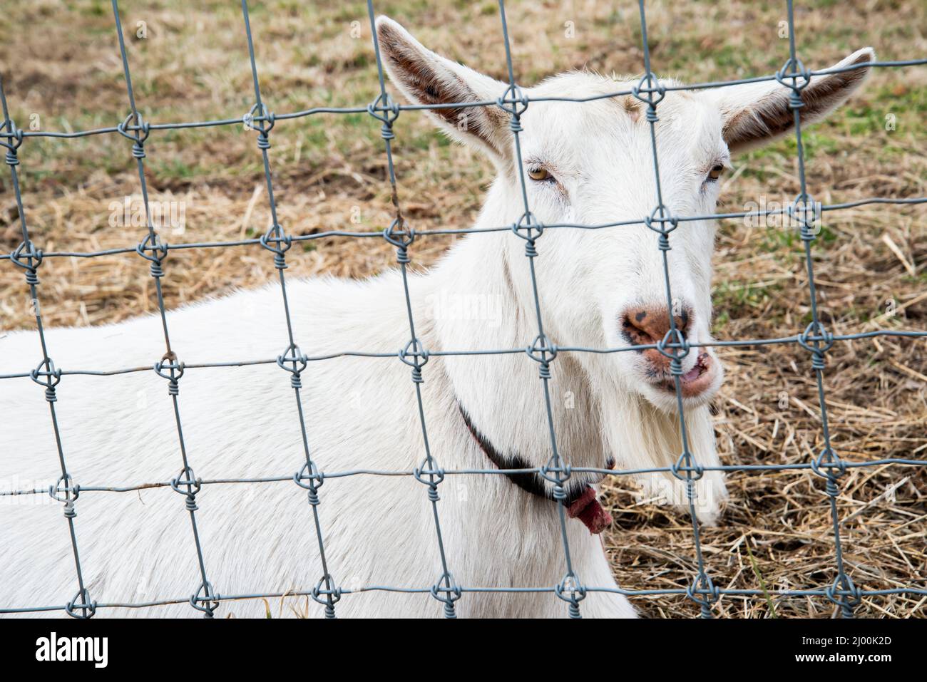 Goats in the farm Stock Photo - Alamy