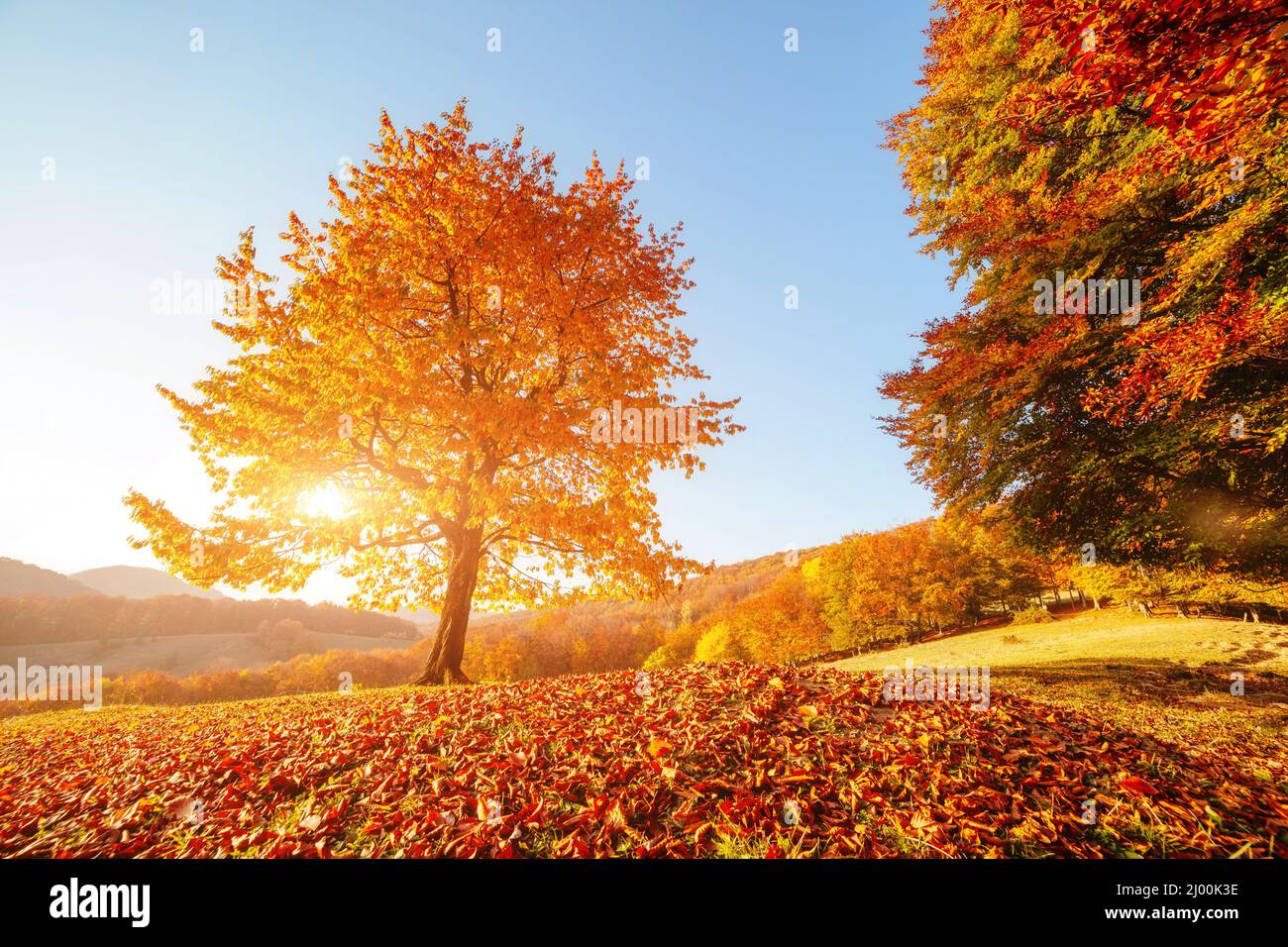 Shiny beech tree on a hill slope with sunny beams at mountain valley ...