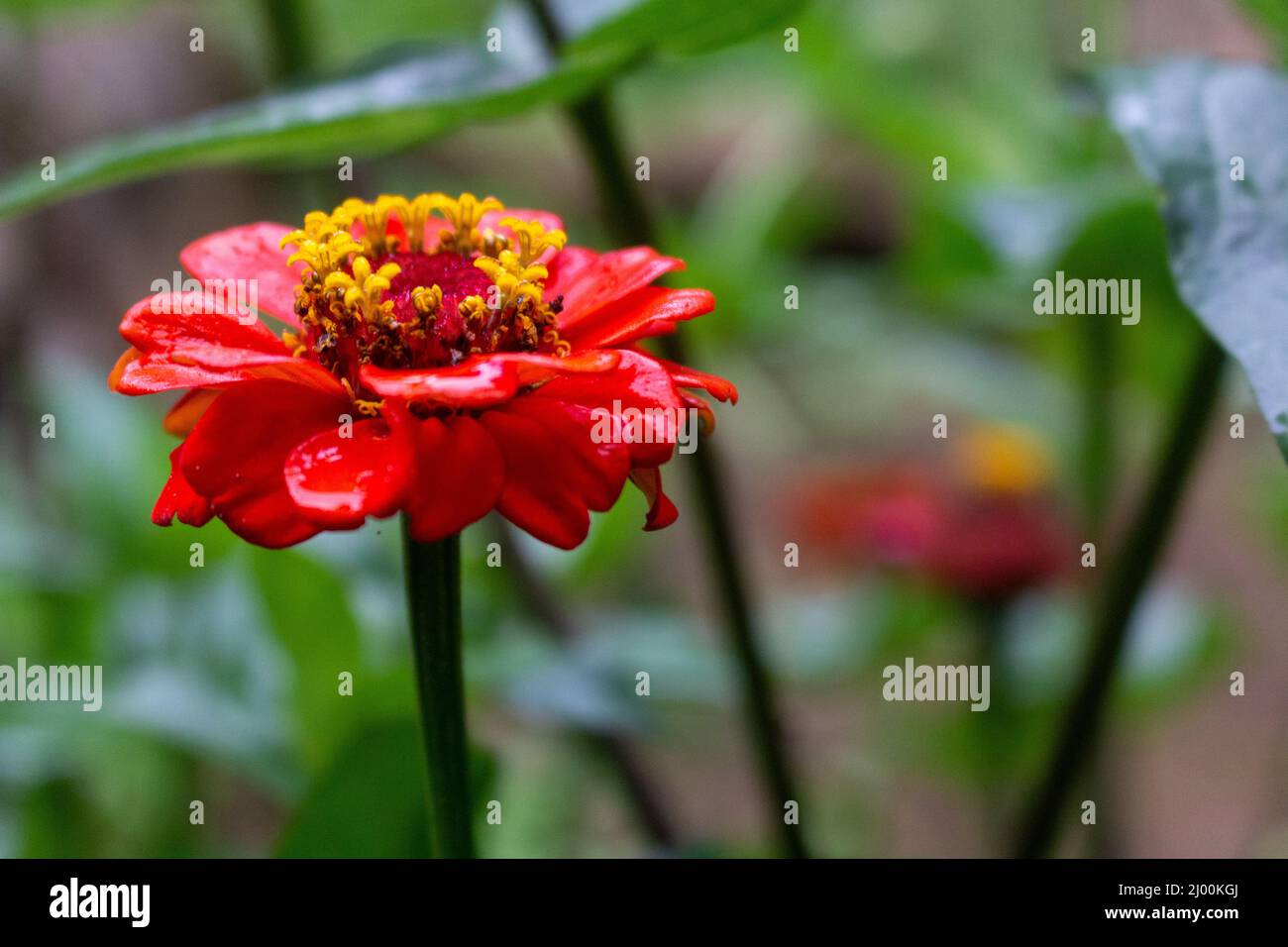 Closeup of a red zinnia flower in the Great Asia Africa theme park ...