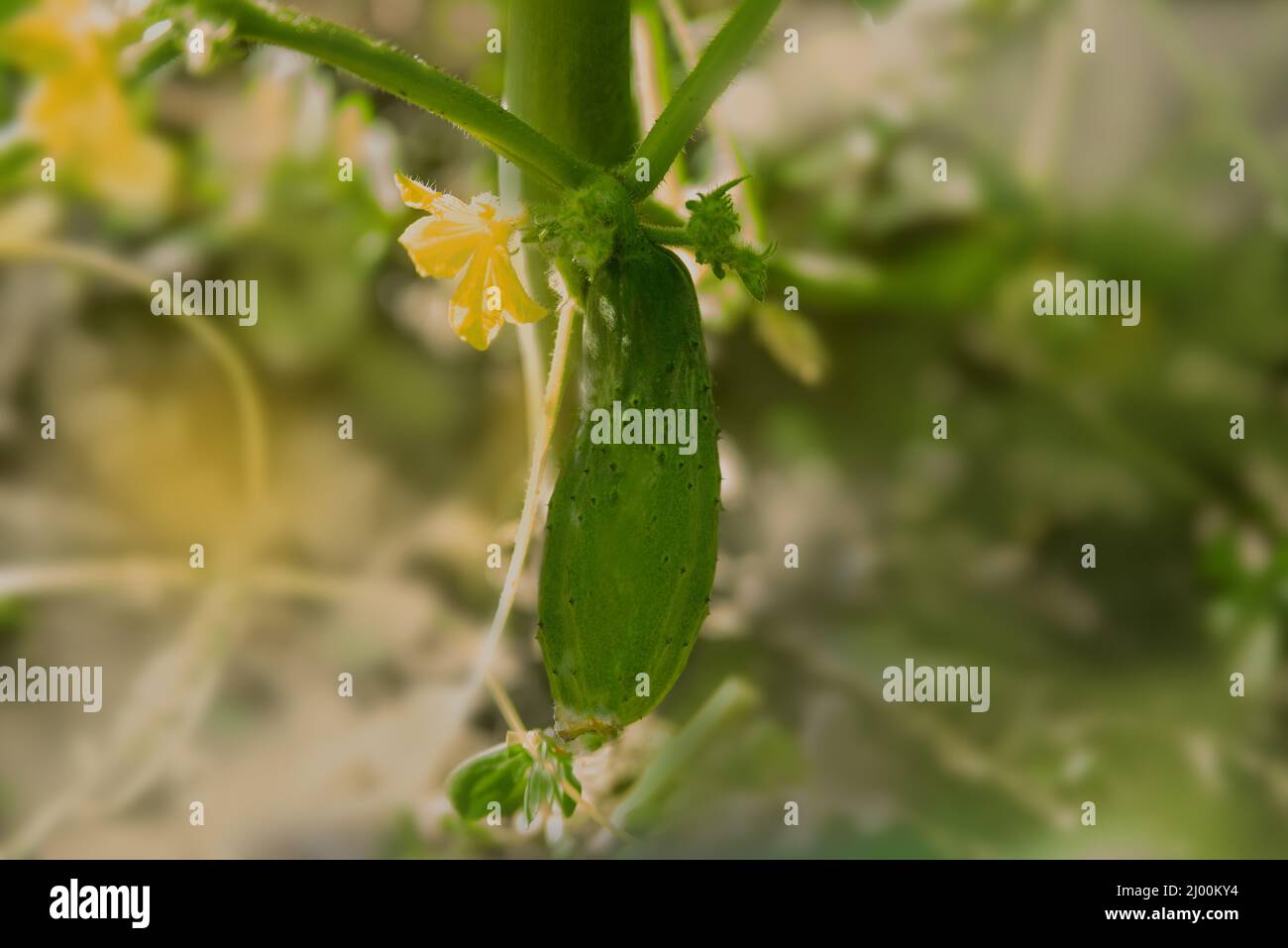 Young fresh cucumber seedling grown in open ground. cucumber ...