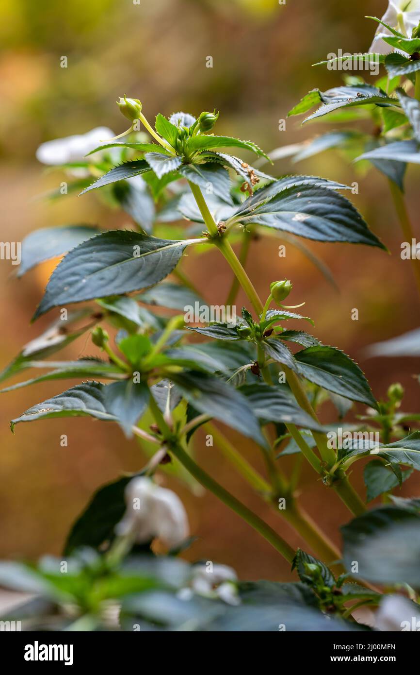 Flowering plant with buds and green leaves Stock Photo - Alamy