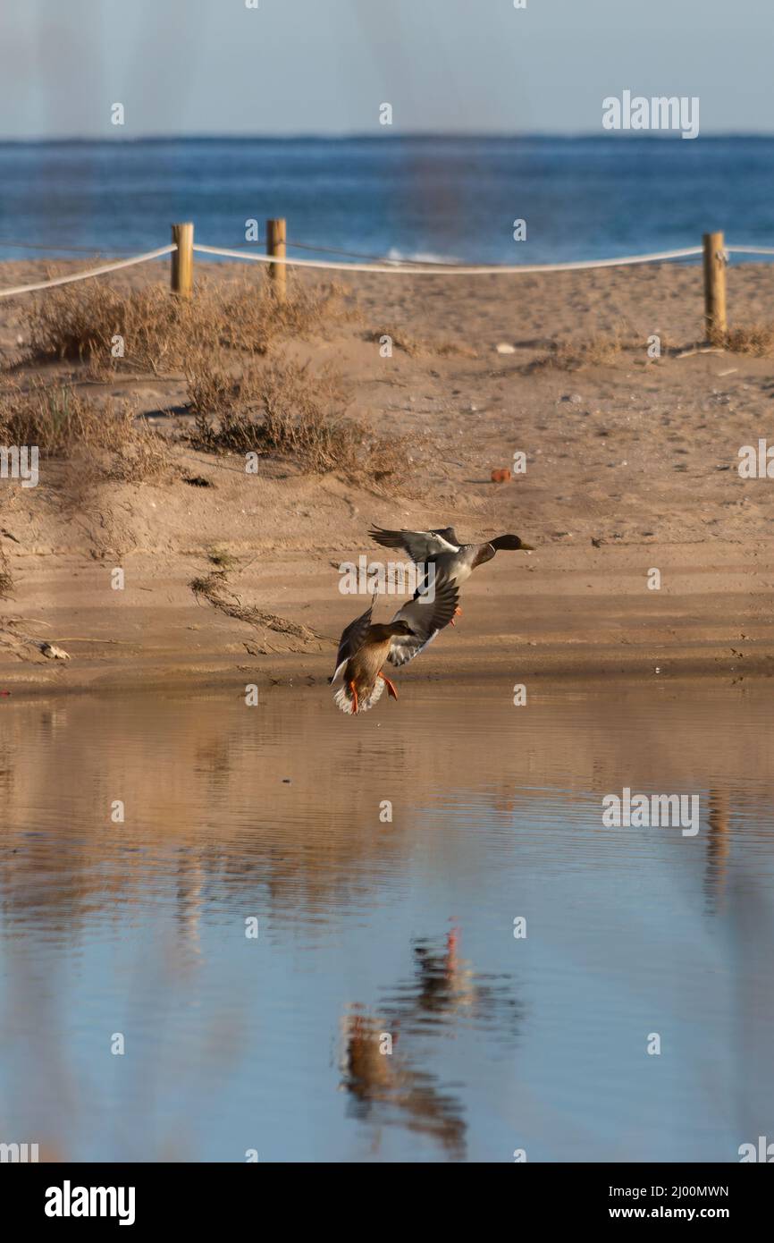 Vertical shot of the ducks landing on the tranquil water Stock Photo ...