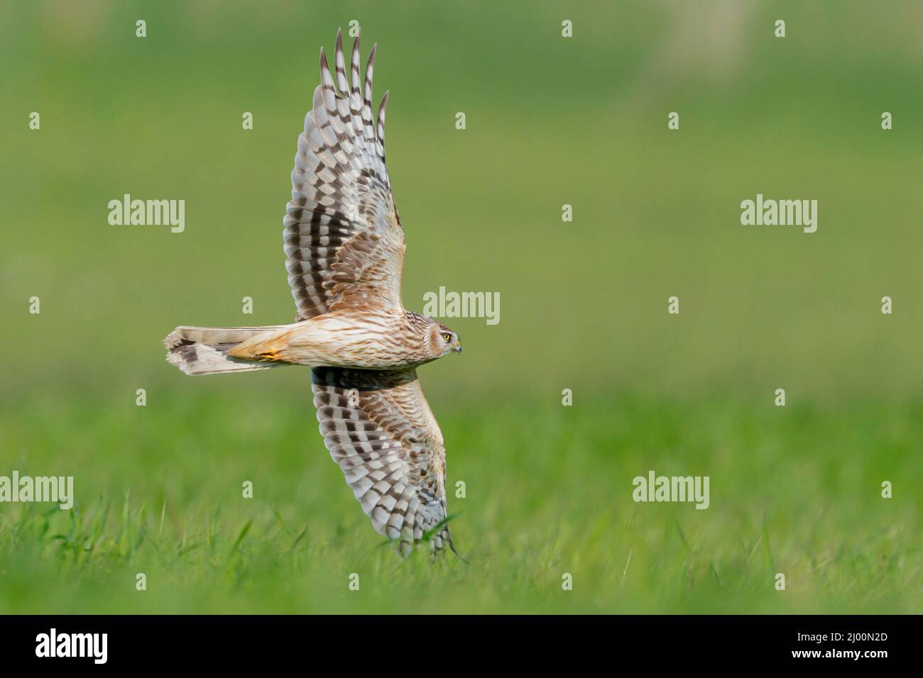 Hen harrier male hi-res stock photography and images - Alamy