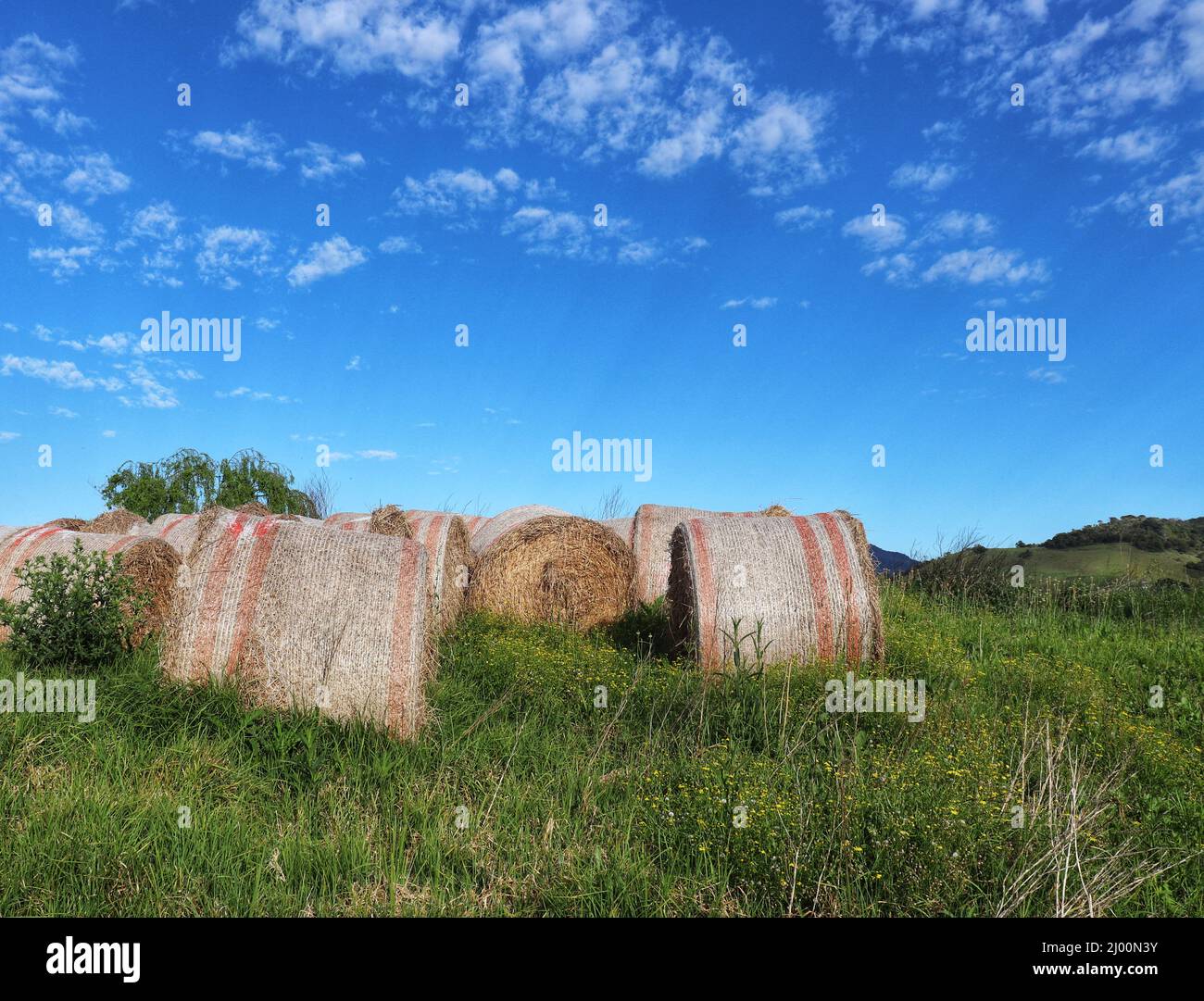 Beautiful countryside view of round straw bales for cows in a harvested ...