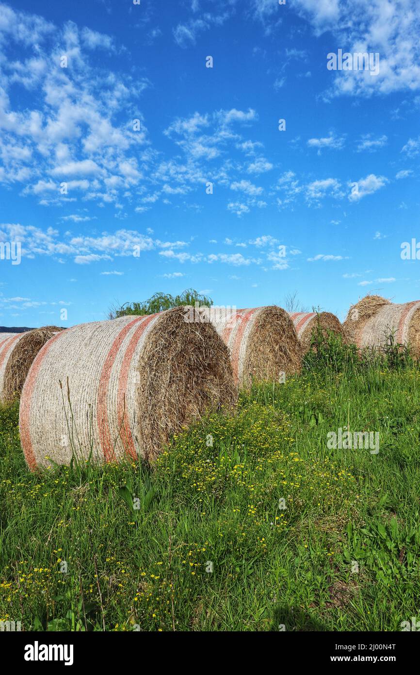 Beautiful countryside view of round straw bales for cows in a harvested ...