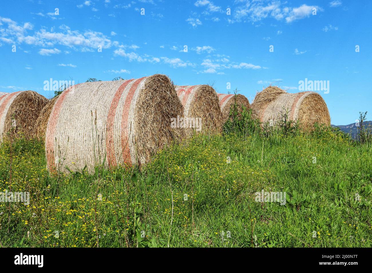 Beautiful countryside view of round straw bales for cows in a harvested ...