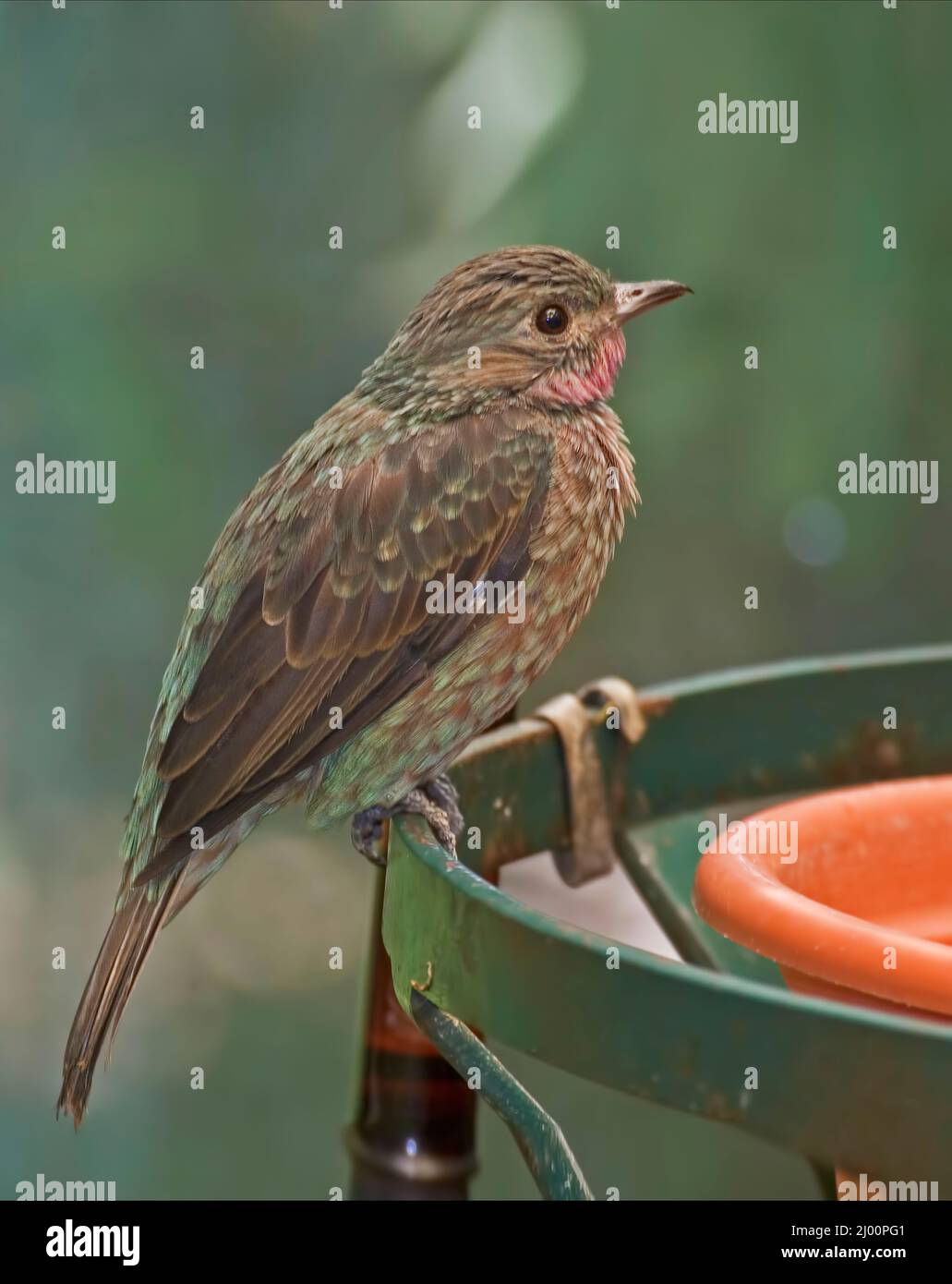 A Female Spangled Cotinga, Cotinga cayana Stock Photo - Alamy