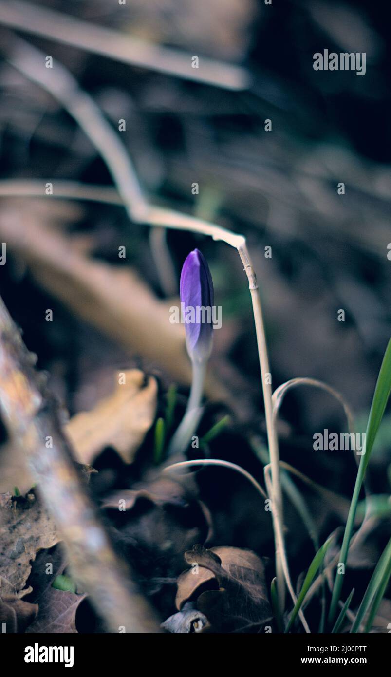 Vertical closeup of the violet Saffron closed flower Stock Photo - Alamy