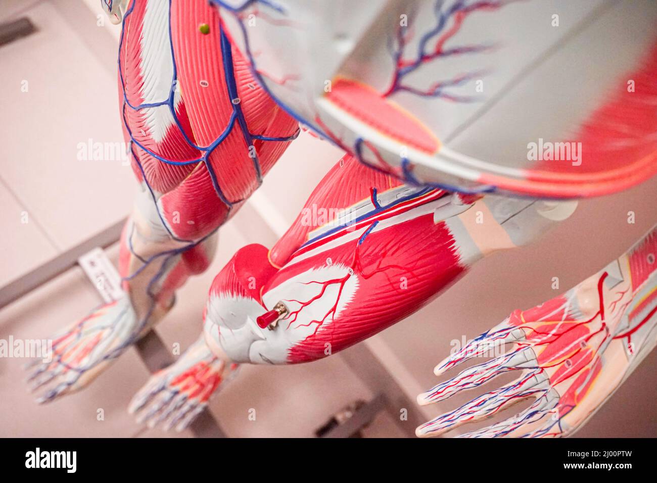 Closeup of an anatomical model of the human body for medical practices ...