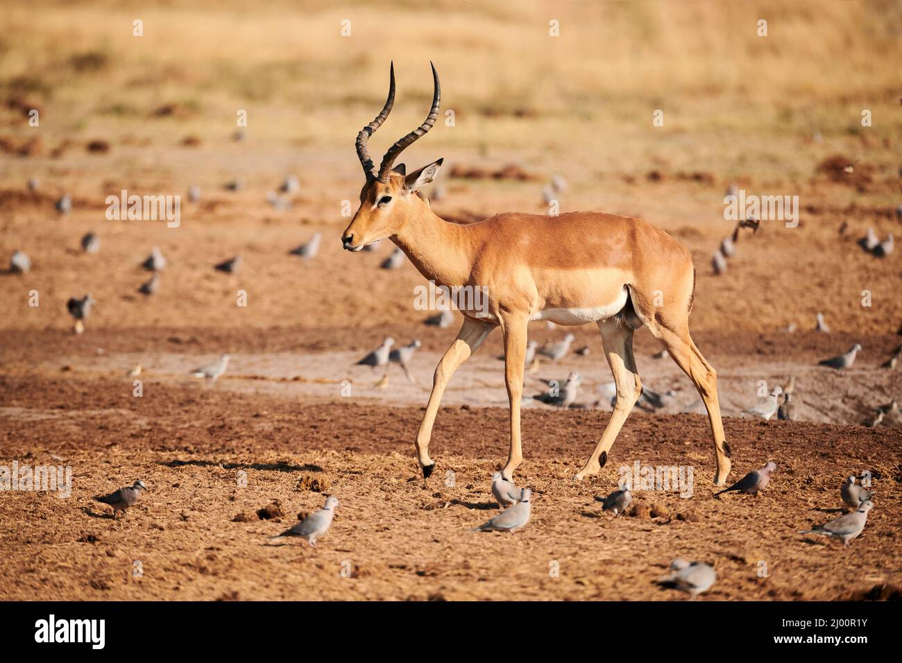 In Africa, a beautiful impala, Aepyceros melampus, in the savannah ...
