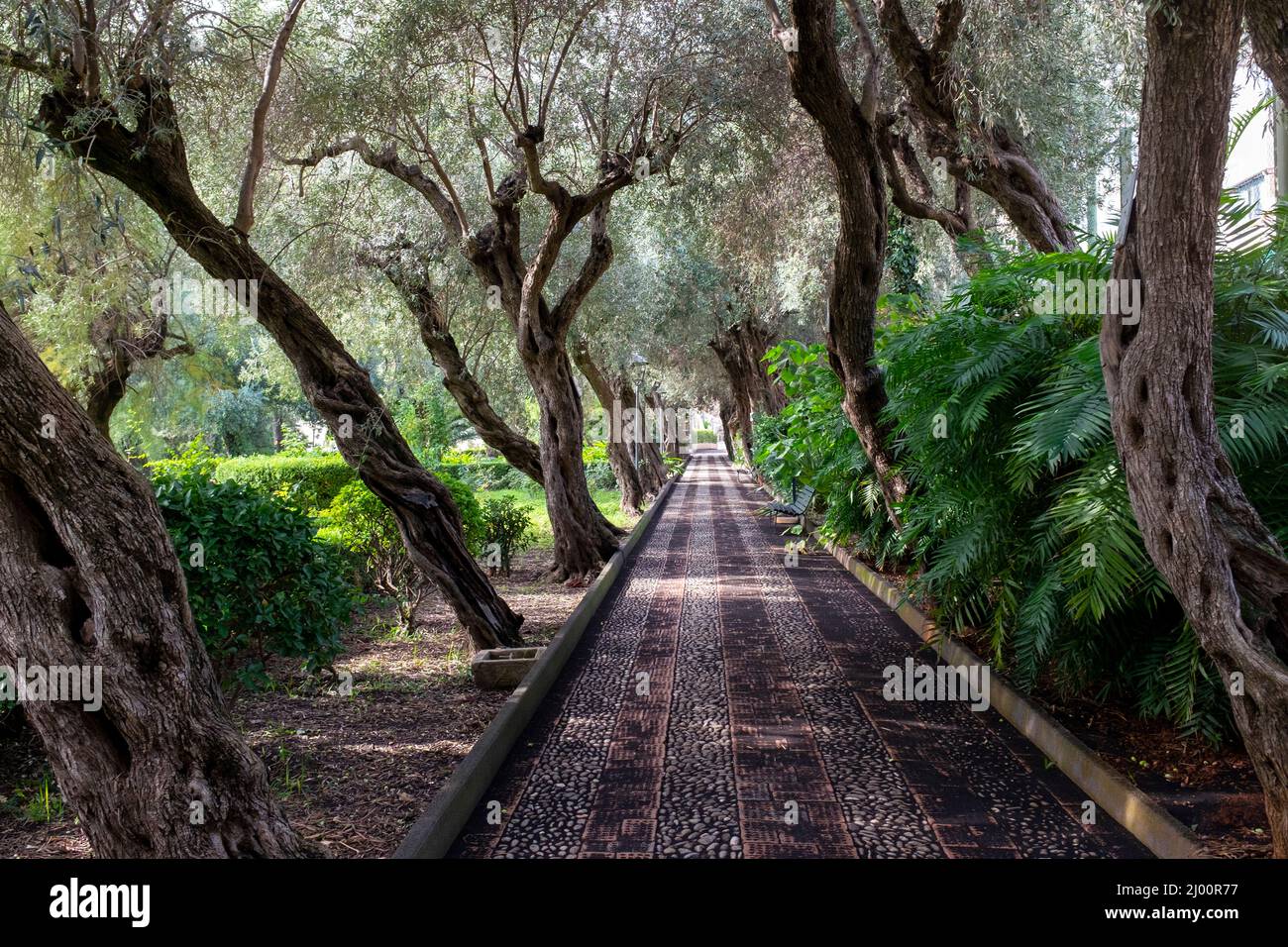 Public Garden Pathway lined with leaning Trees, Taormina, Sicily, Italy ...