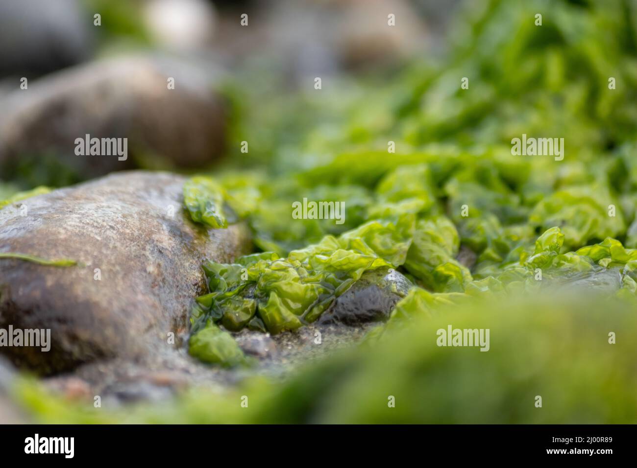 tide pool rocks covered in seaweed barnacles and water Stock Photo - Alamy
