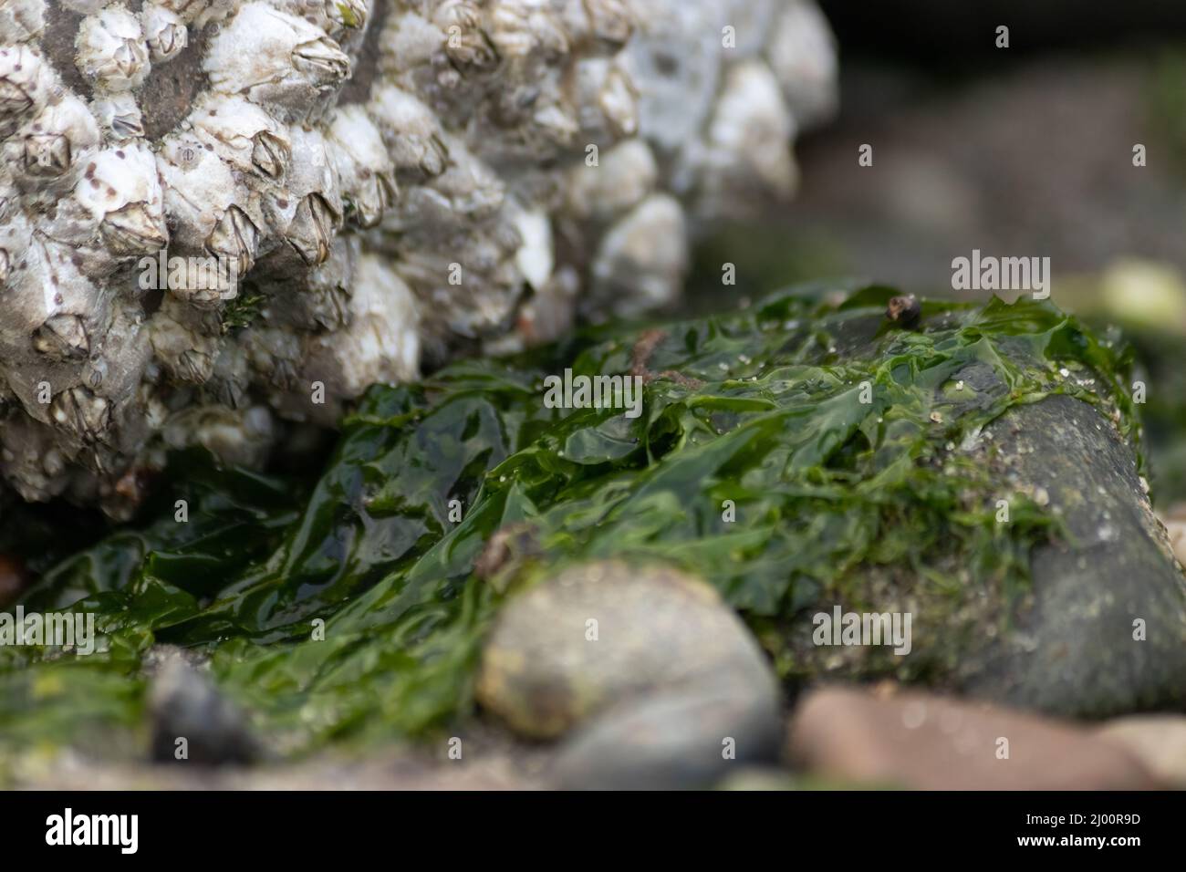 tide pool rocks covered in seaweed barnacles and water Stock Photo - Alamy