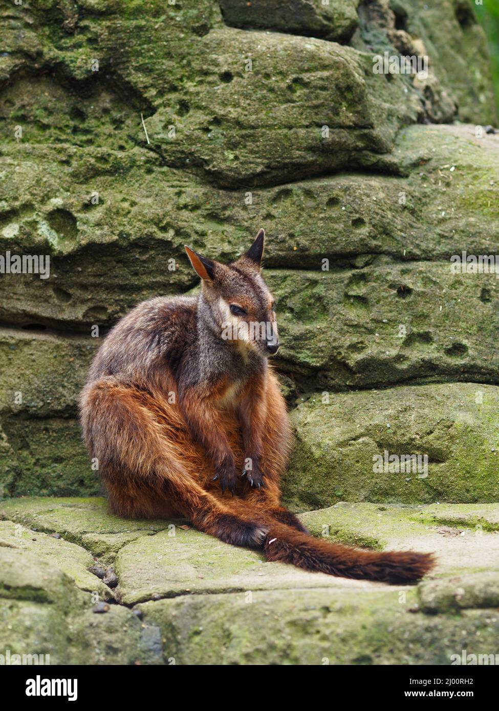 Elegant stylish Brush-tailed Rock-Wallaby in a lovely elegant pose ...