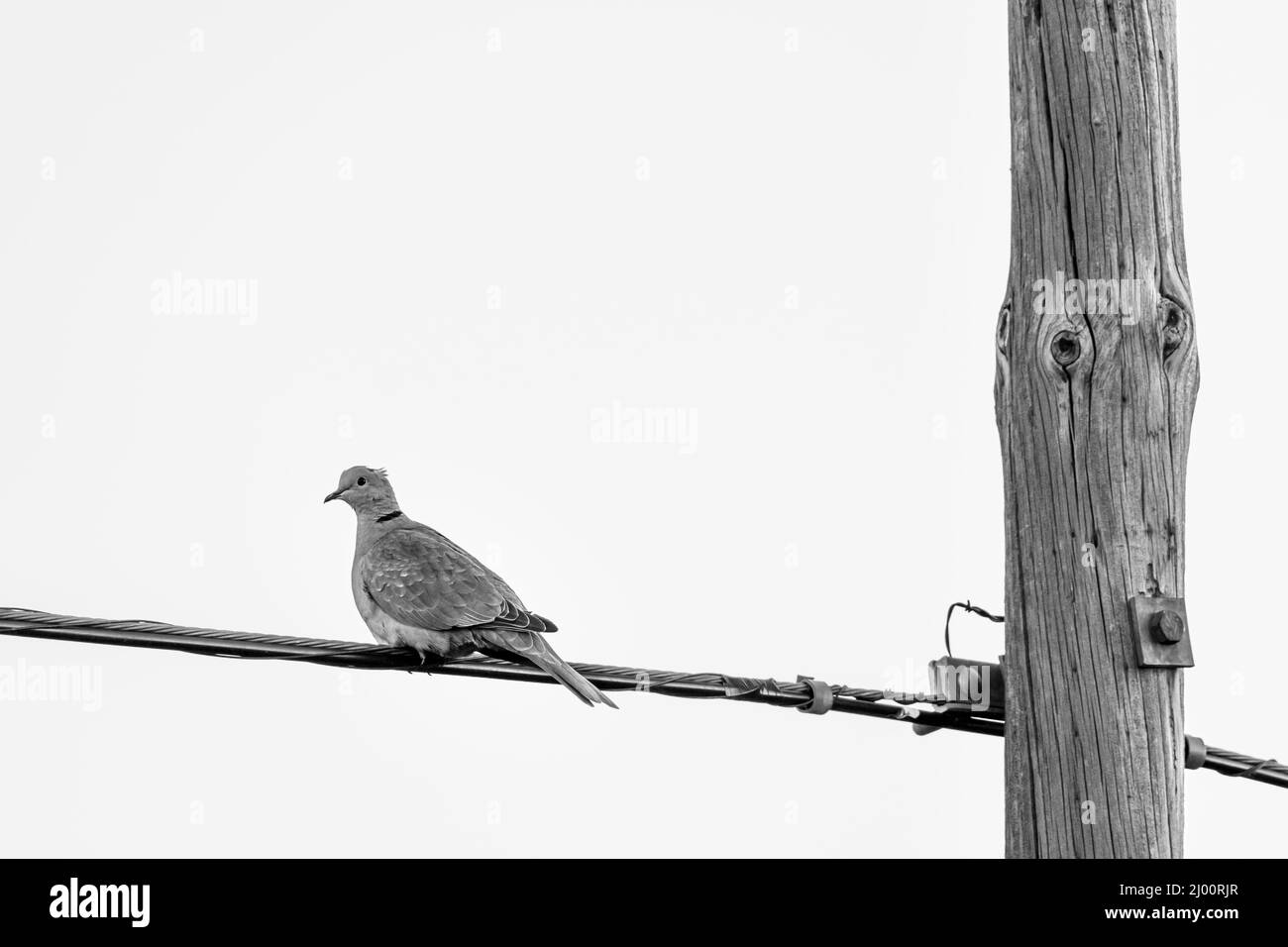 Pigeon resting on a cable and a light pole in black and white Stock ...