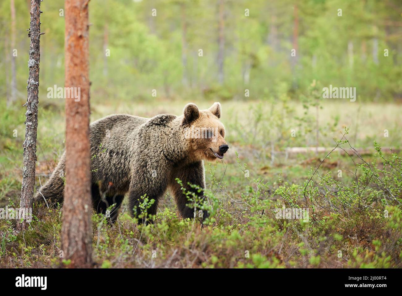 Finnish boreal taiga forest hi-res stock photography and images - Alamy